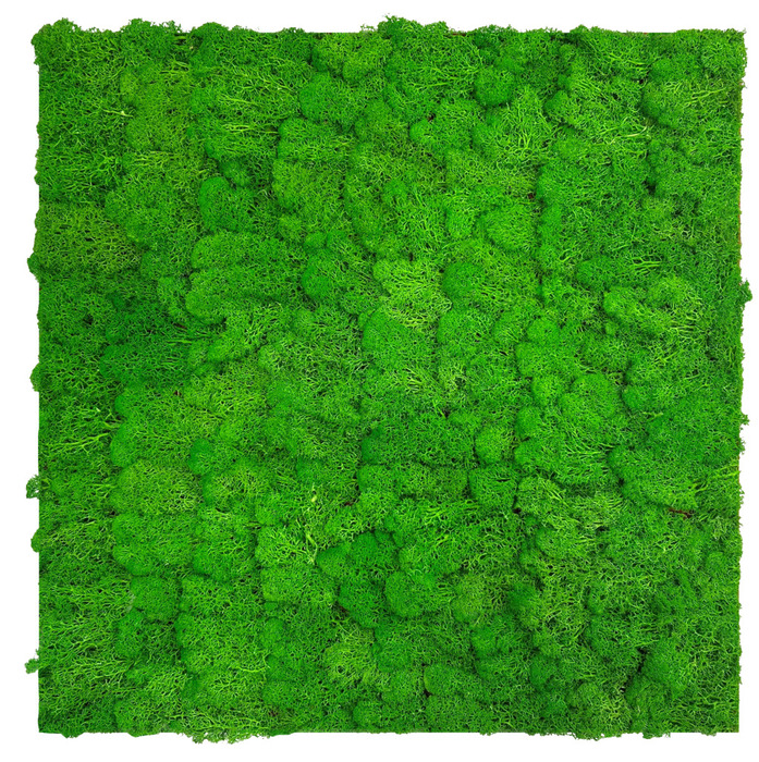 Jangal Modular Wall mospanel 52 x 52 cm - Rich Green | jem & fix