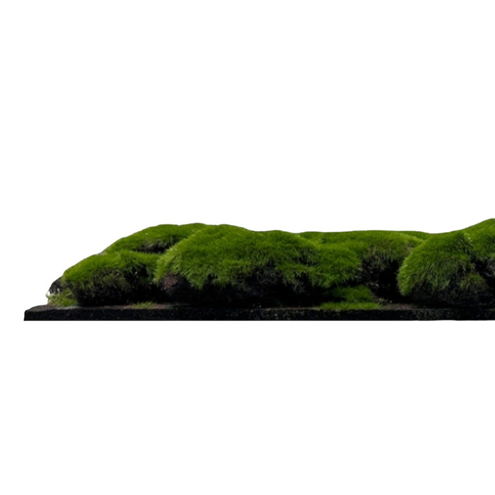 Jangal Modular Wall mospanel 52 x 52 cm Dark Green | jem & fix