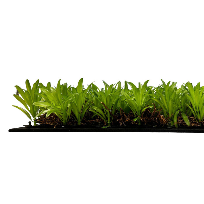 Jangal Modular Wall vægpanel 52 x 52 cm - Podocarpus | jem & fix