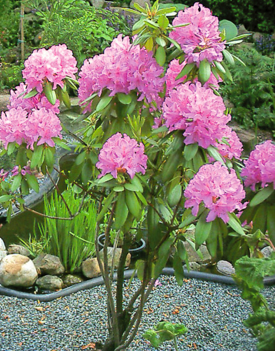 Rhododendron Ø23 cm