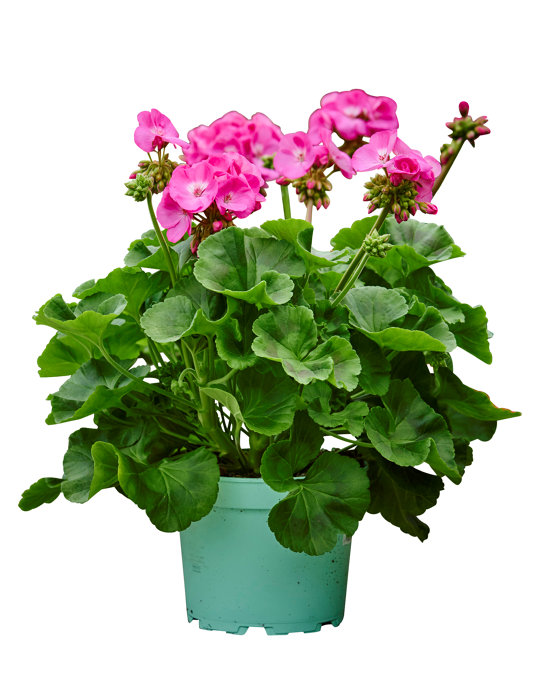 Pelargon Ø17 cm